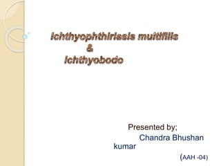 The freshwater ciliate Ichthyophthirius multifiliis life cycle was ...