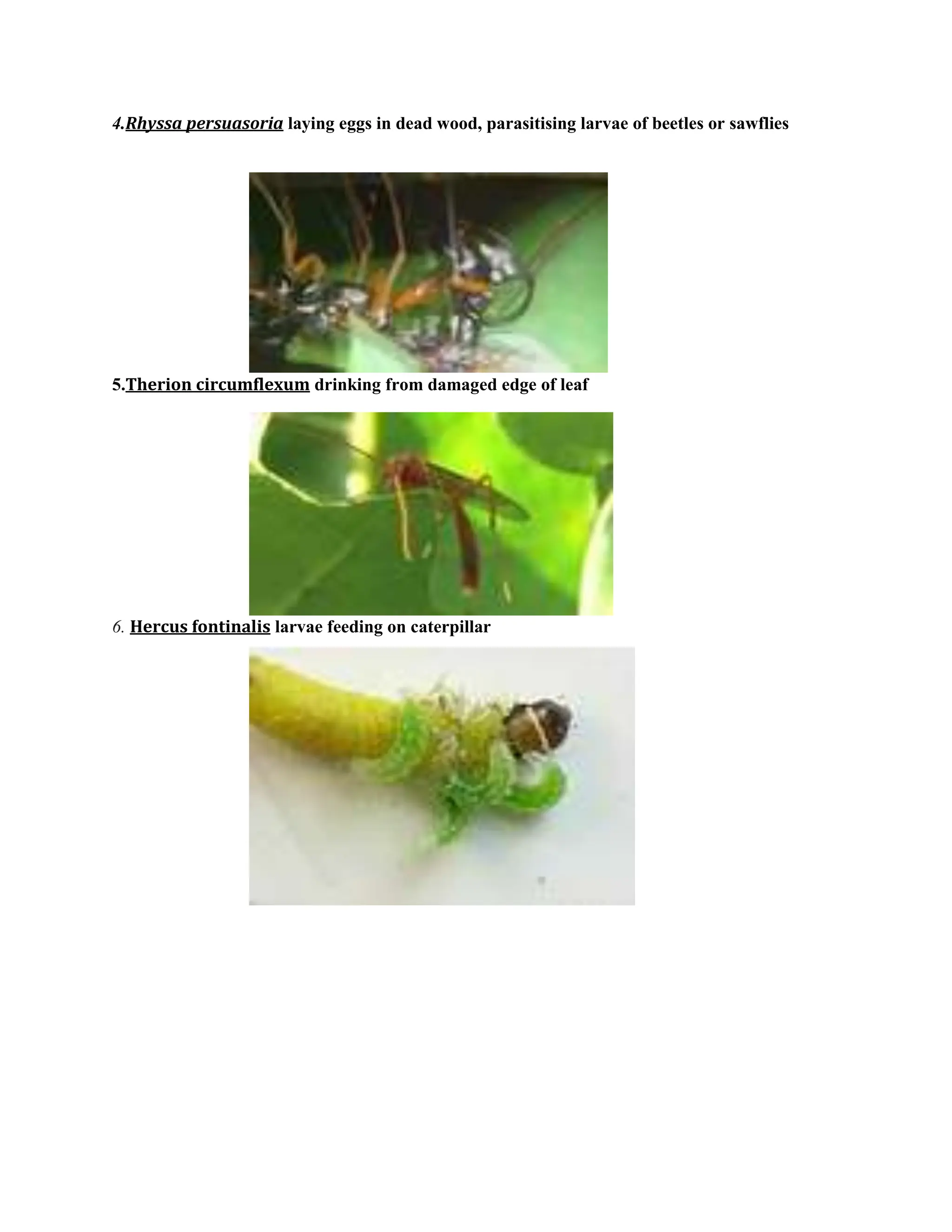 Ichneumonidae Parasitoids graphycal prasantation shahnul .docx