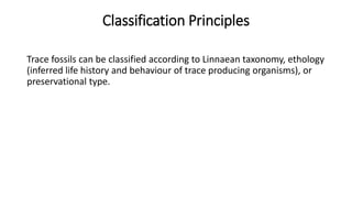 Ichnofossils | PDF
