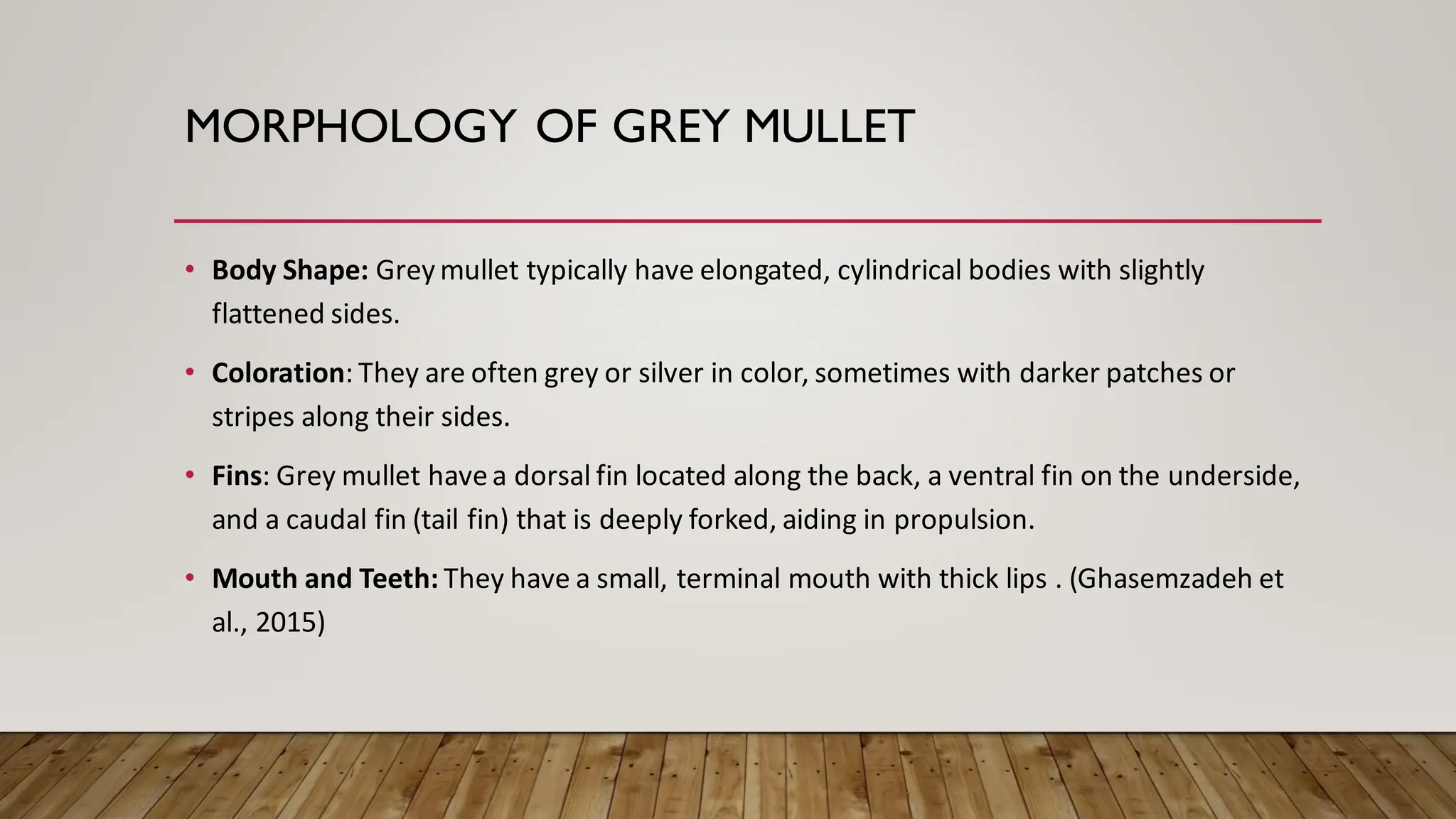 Grey Mullet Fish: Introduction, Morphology & it's Characteristics. | PDF