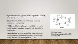 Grey Mullet Fish: Introduction, Morphology & it's Characteristics ...