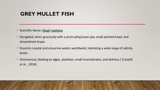 Grey Mullet Fish: Introduction, Morphology & it's Characteristics. | PDF
