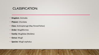 Grey Mullet Fish: Introduction, Morphology & it's Characteristics. | PDF