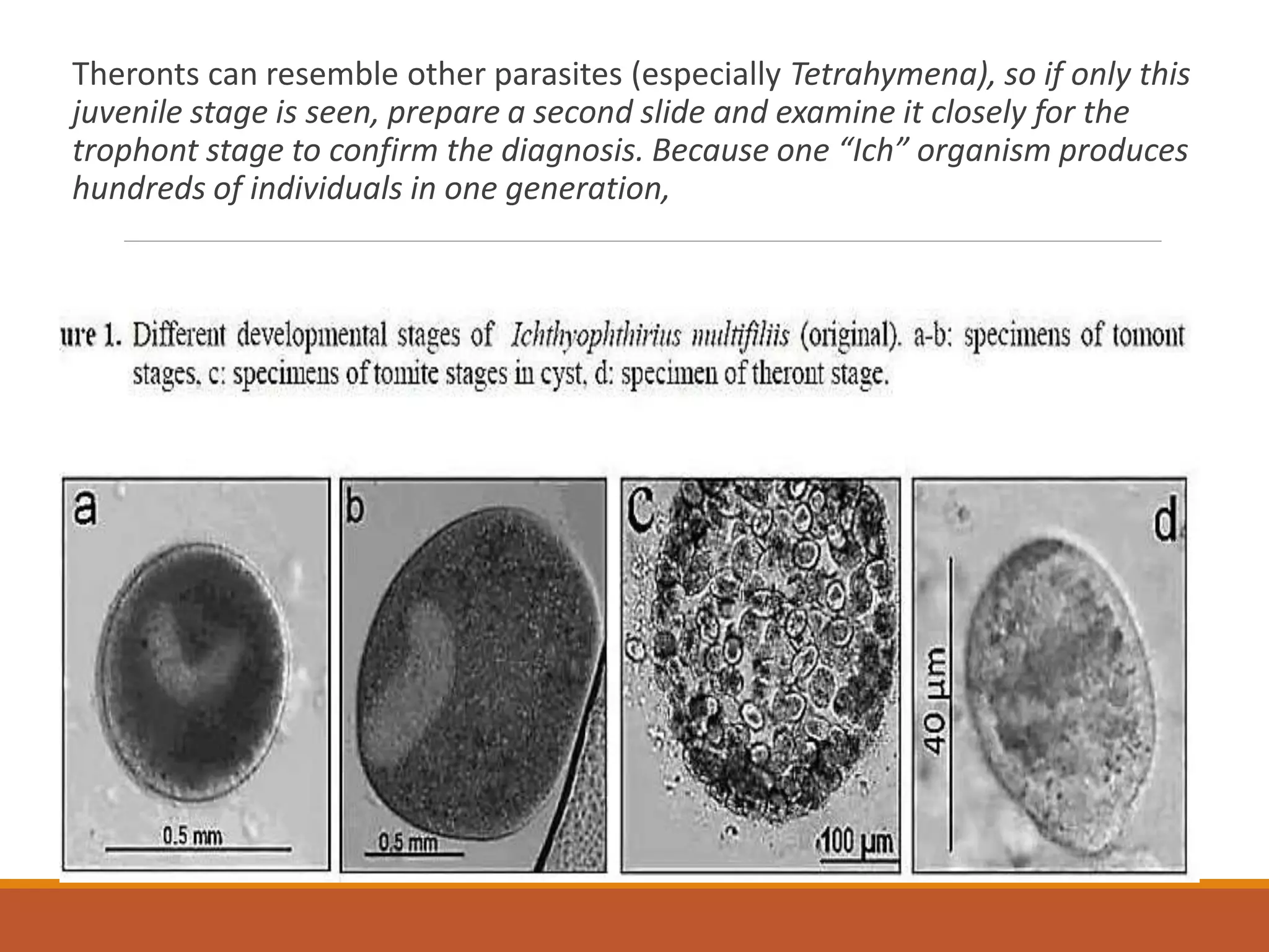 Ichthyophthiriasis | PPTX