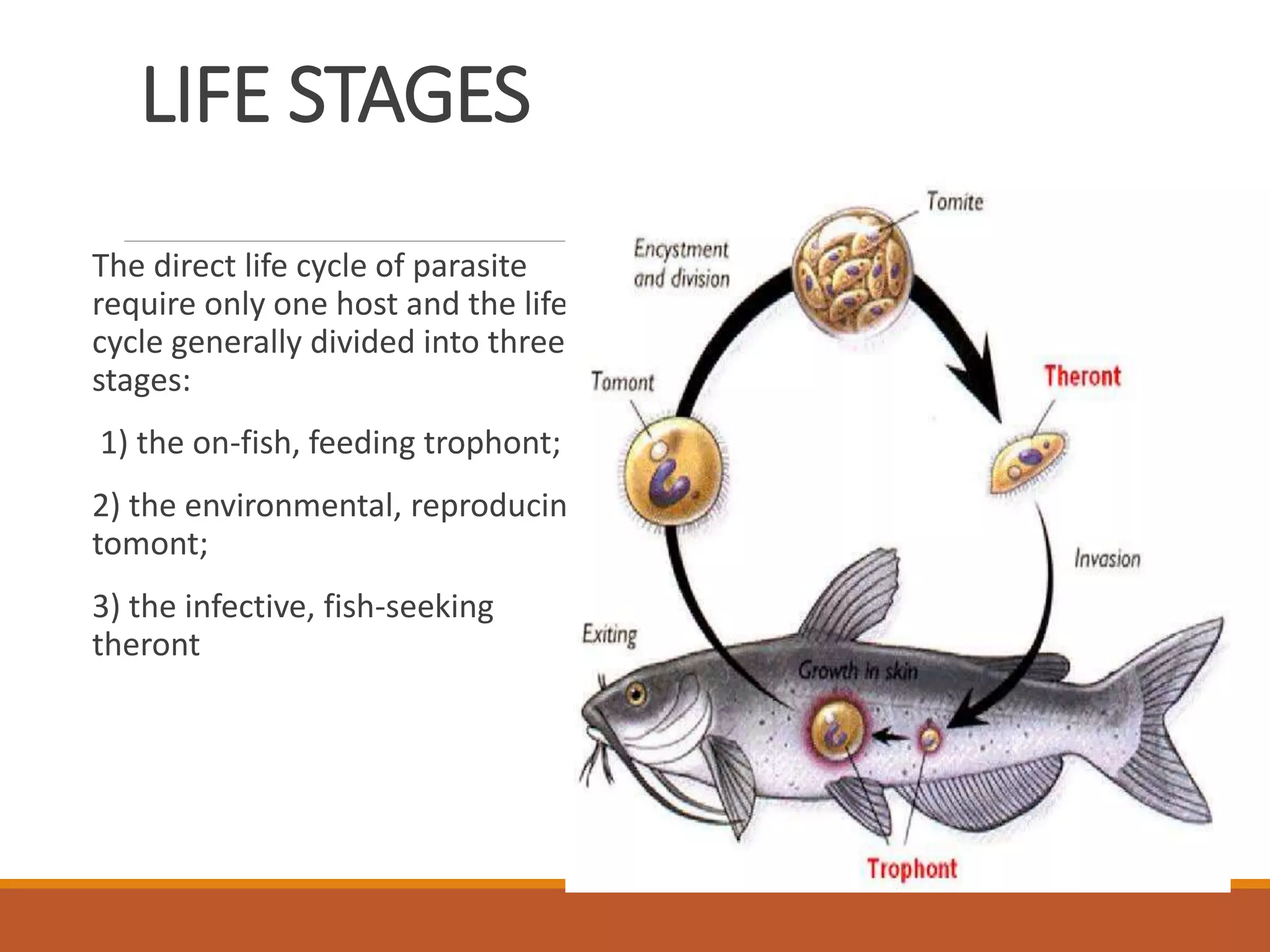 Ichthyophthiriasis | PPTX
