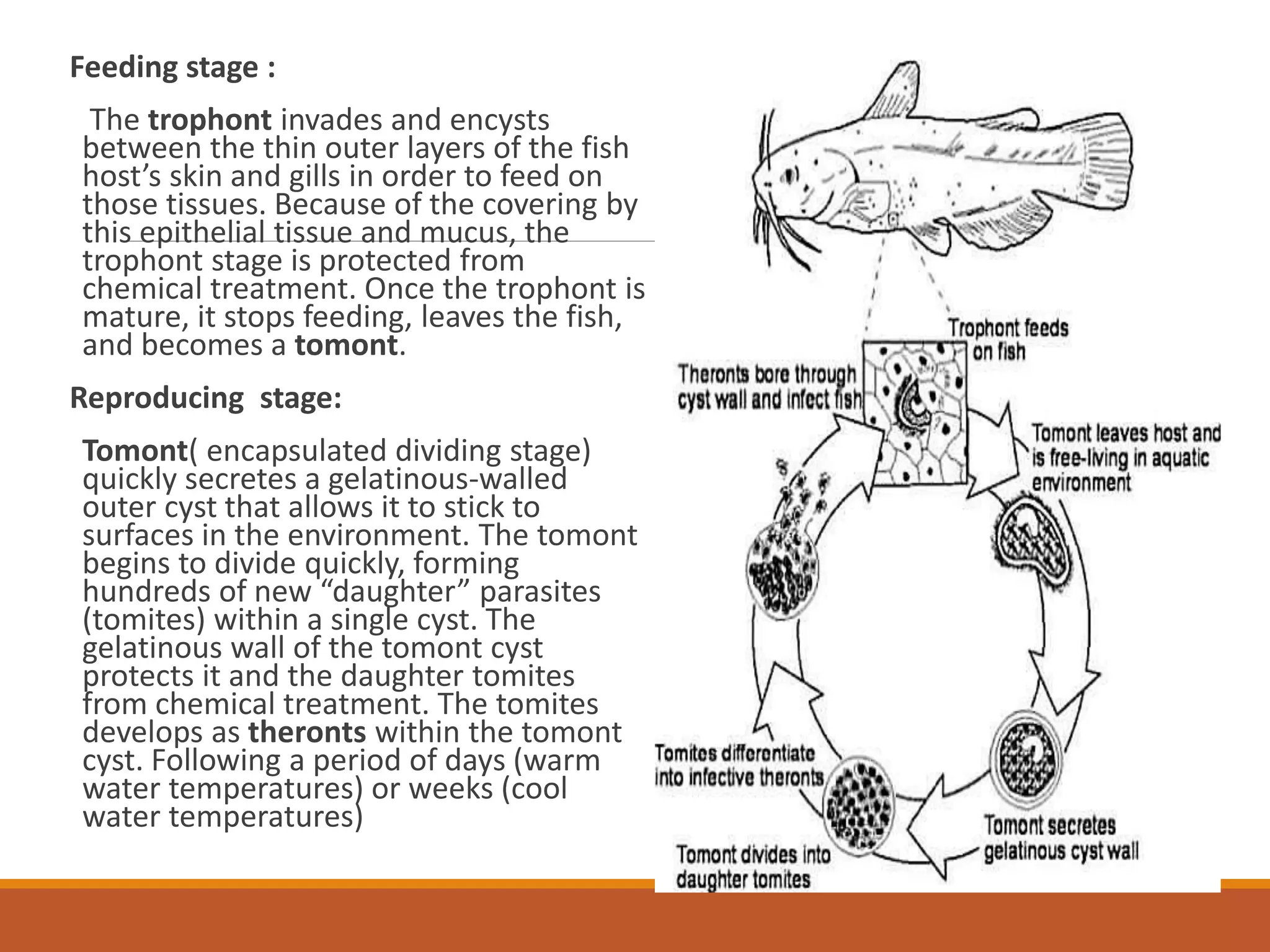 Ichthyophthiriasis | PPTX