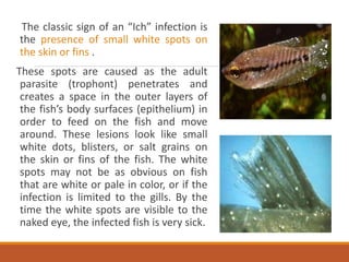 Ichthyophthiriasis | PPTX