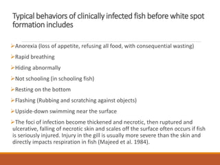 Ichthyophthiriasis | PPTX