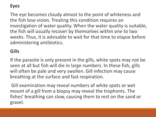 Ichthyophthiriasis | PPTX