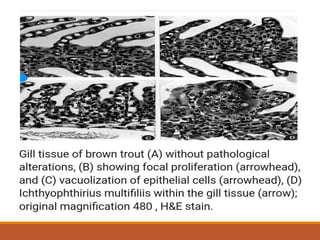 Ichthyophthiriasis | PPTX