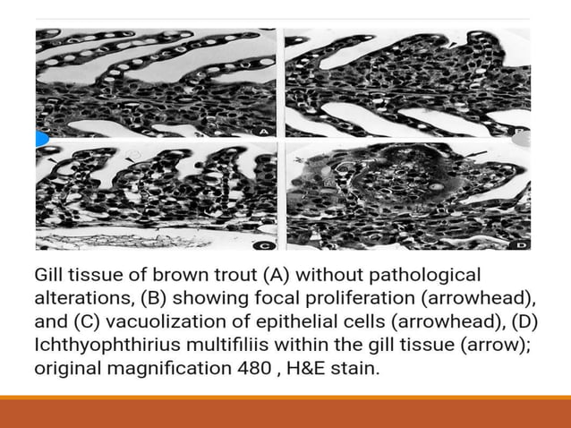 Ichthyophthiriasis | PPTX