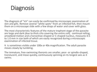 Ichthyophthiriasis | PPTX