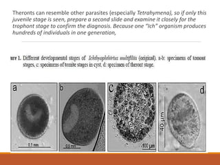Ichthyophthiriasis | PPTX