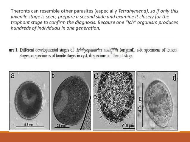 Ichthyophthiriasis | PPTX