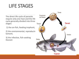 Ichthyophthiriasis | PPTX