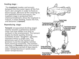 Ichthyophthiriasis | PPTX