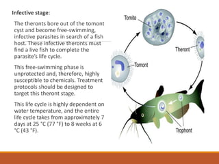 Ichthyophthiriasis | PPTX