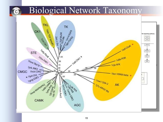 Network Visualization and Analysis with Cytoscape | PPTX
