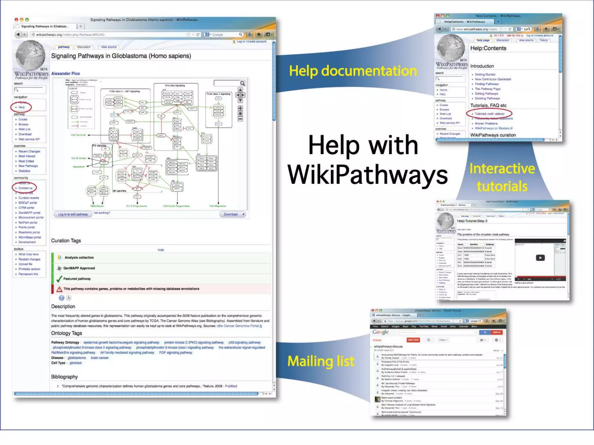 Introduction to WikiPathways | PPTX | Databases | Computer Software and Applications