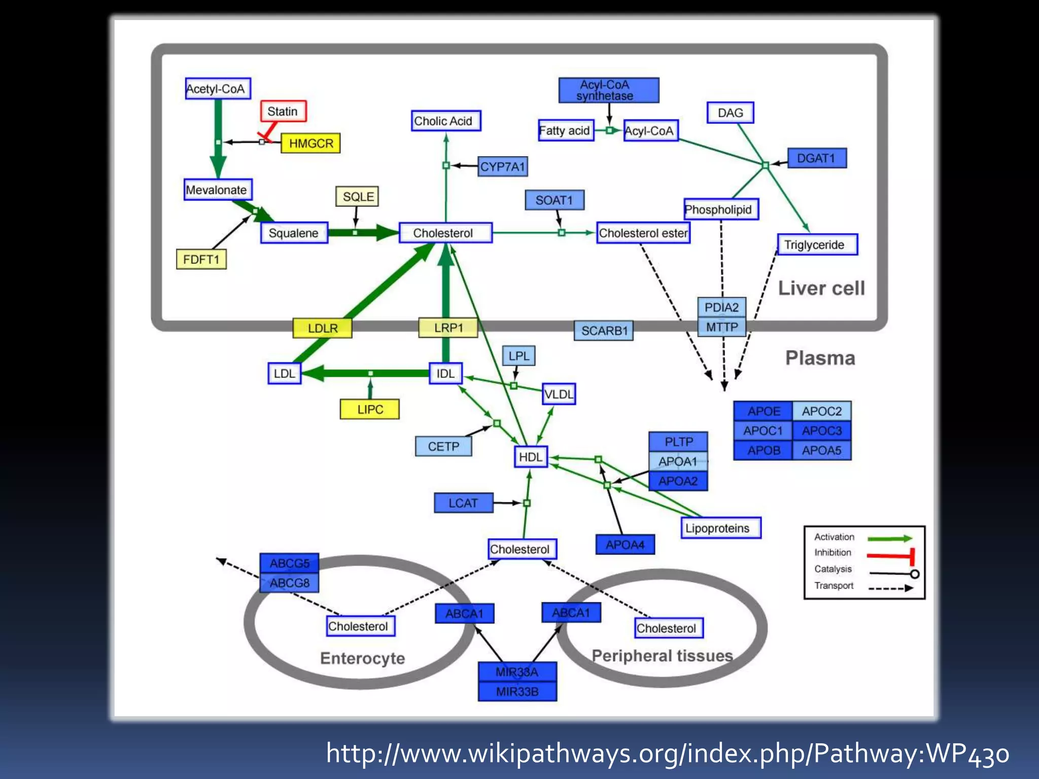 Introduction to WikiPathways | PPTX | Databases | Computer Software and Applications