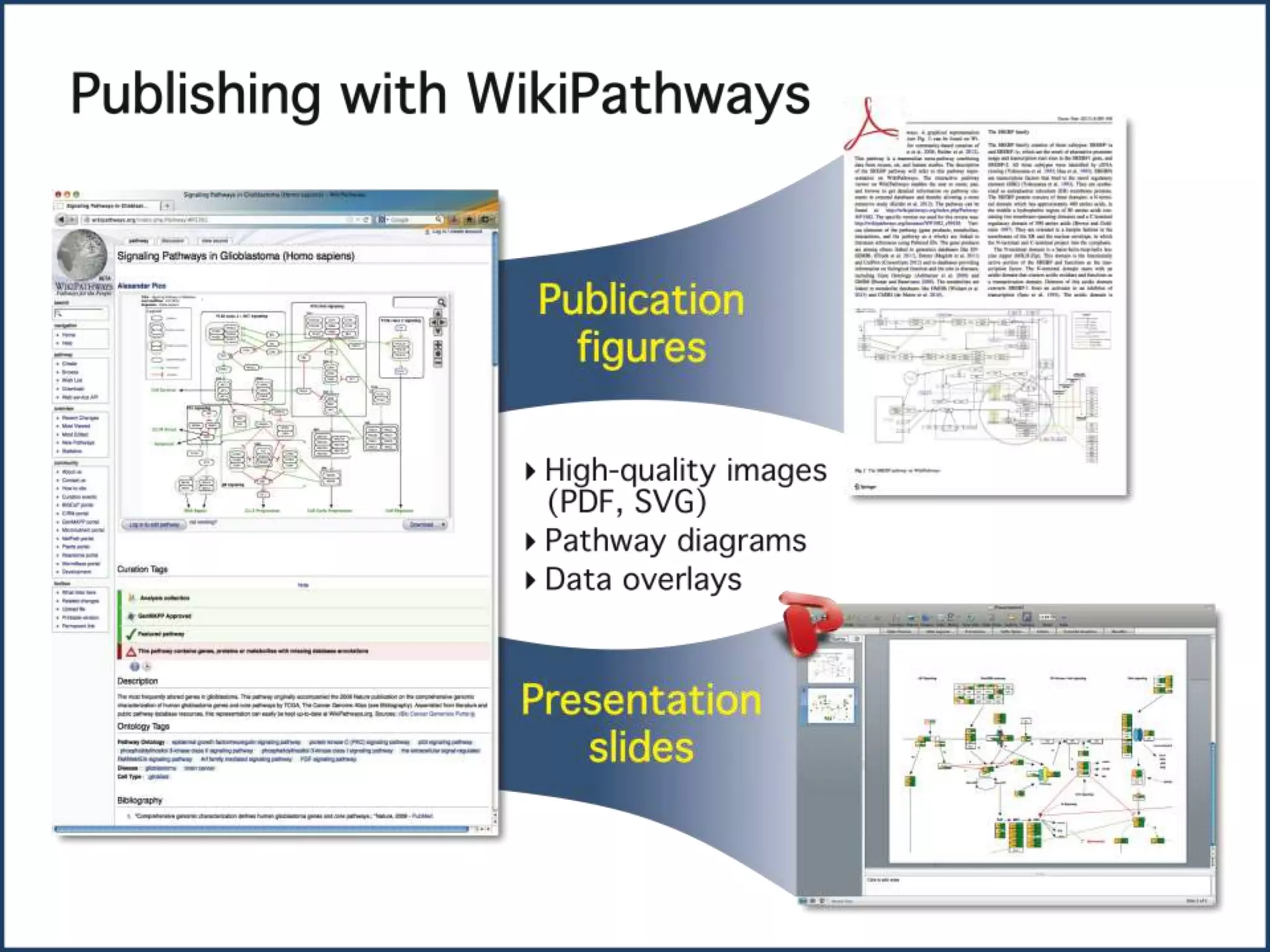 Introduction to WikiPathways | PPTX | Databases | Computer Software and Applications