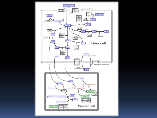 Introduction to WikiPathways | PPTX | Databases | Computer Software and Applications