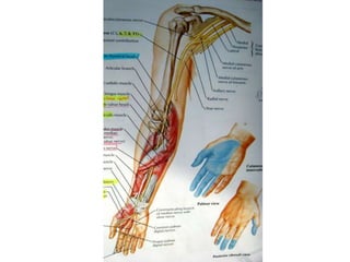 Median Nerve Netter