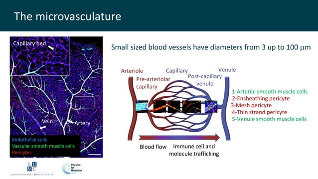 Microvascular & Functional Ultrasound Imaging: Insights into Stroke and ...