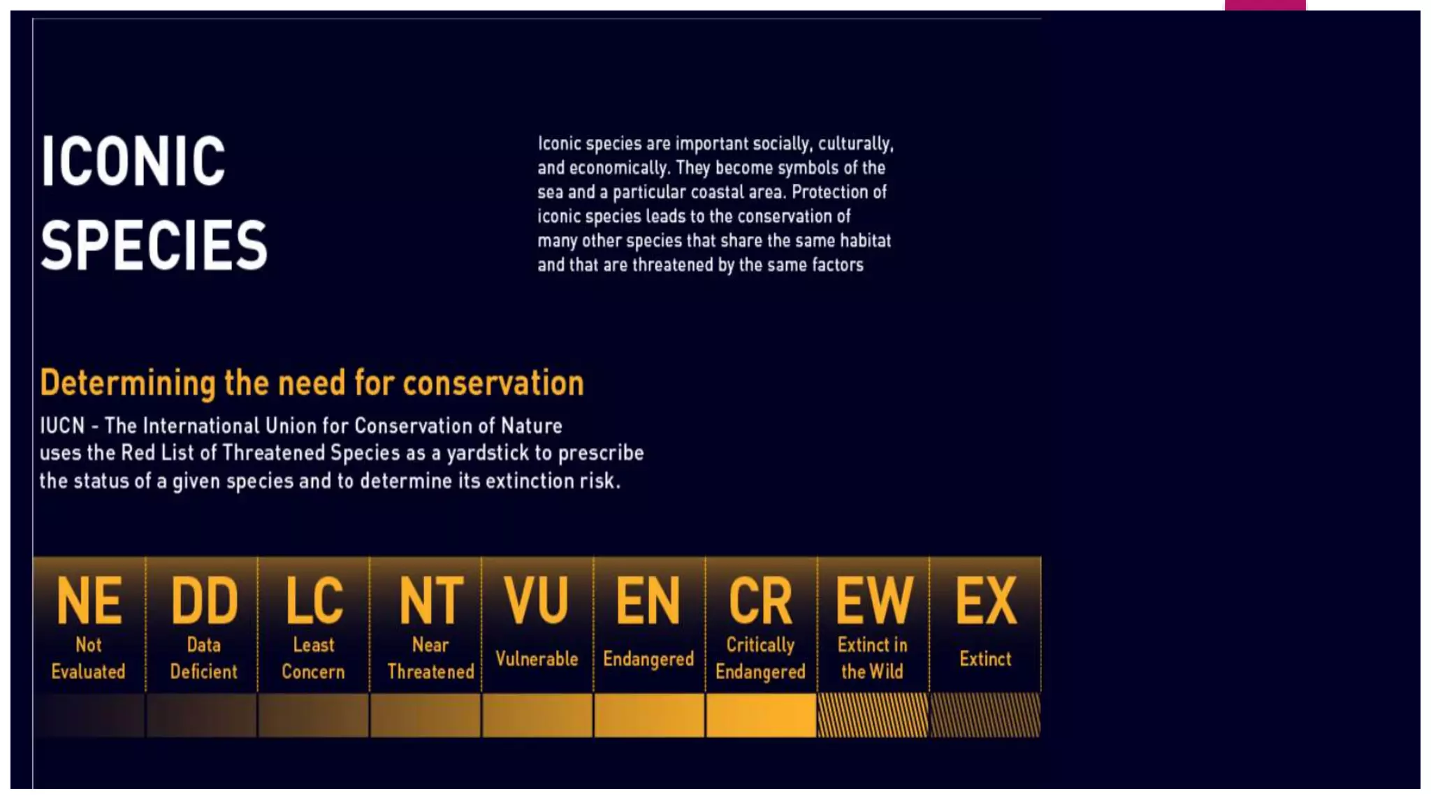 iconic species ppt | PPTX