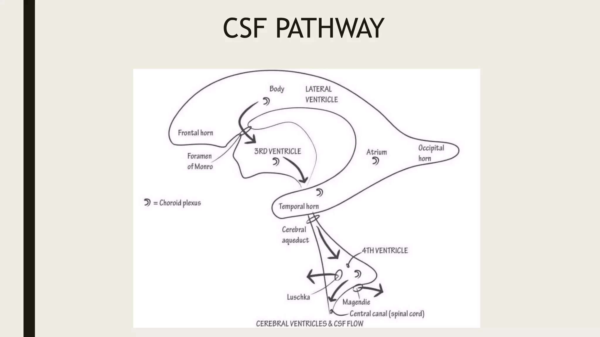 ICP control and CSF drainage - Final.pptx | Death, Injury, or Military ...