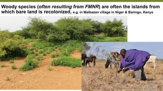 Rangeland Management in Africa Research and case studies | PDF