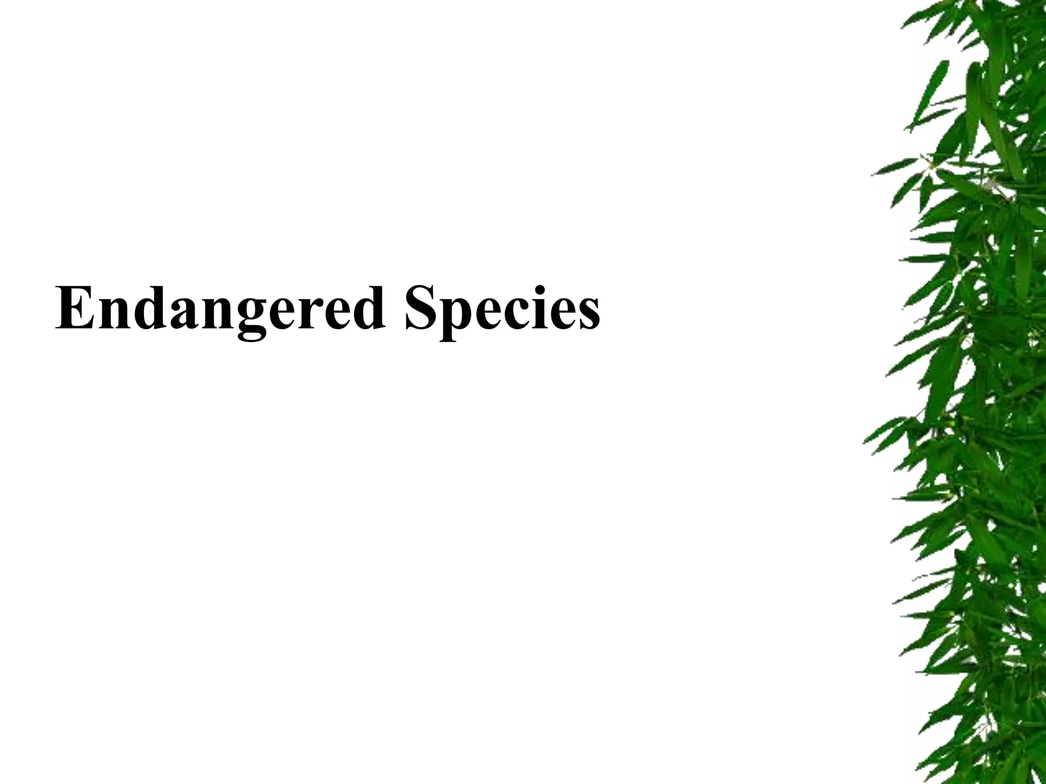 Endangered Species | PPT