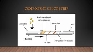 Immuno chromatography (ICT) | PPTX | Chemistry | Science