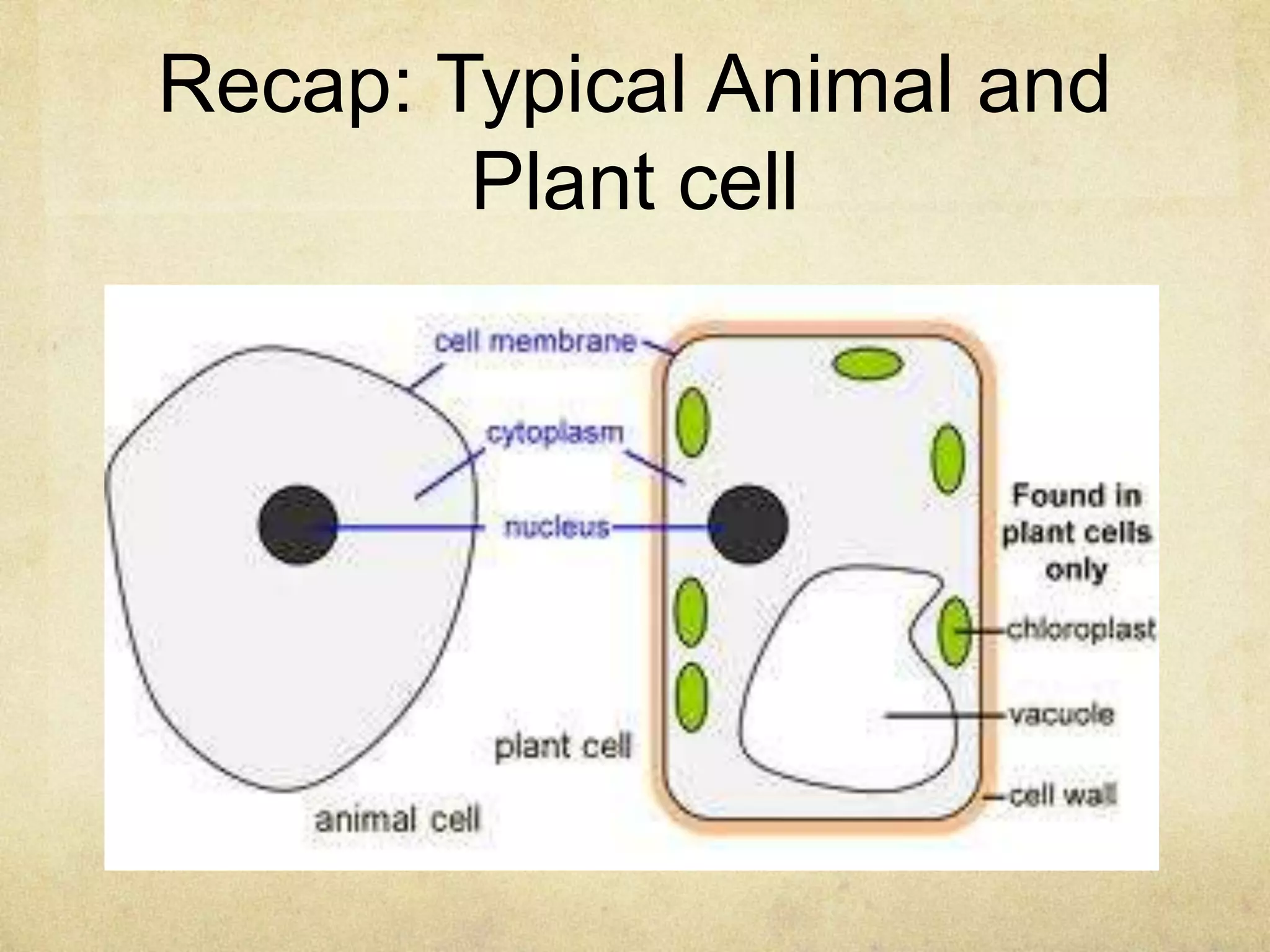 Ict cells powerpoint | PPTX