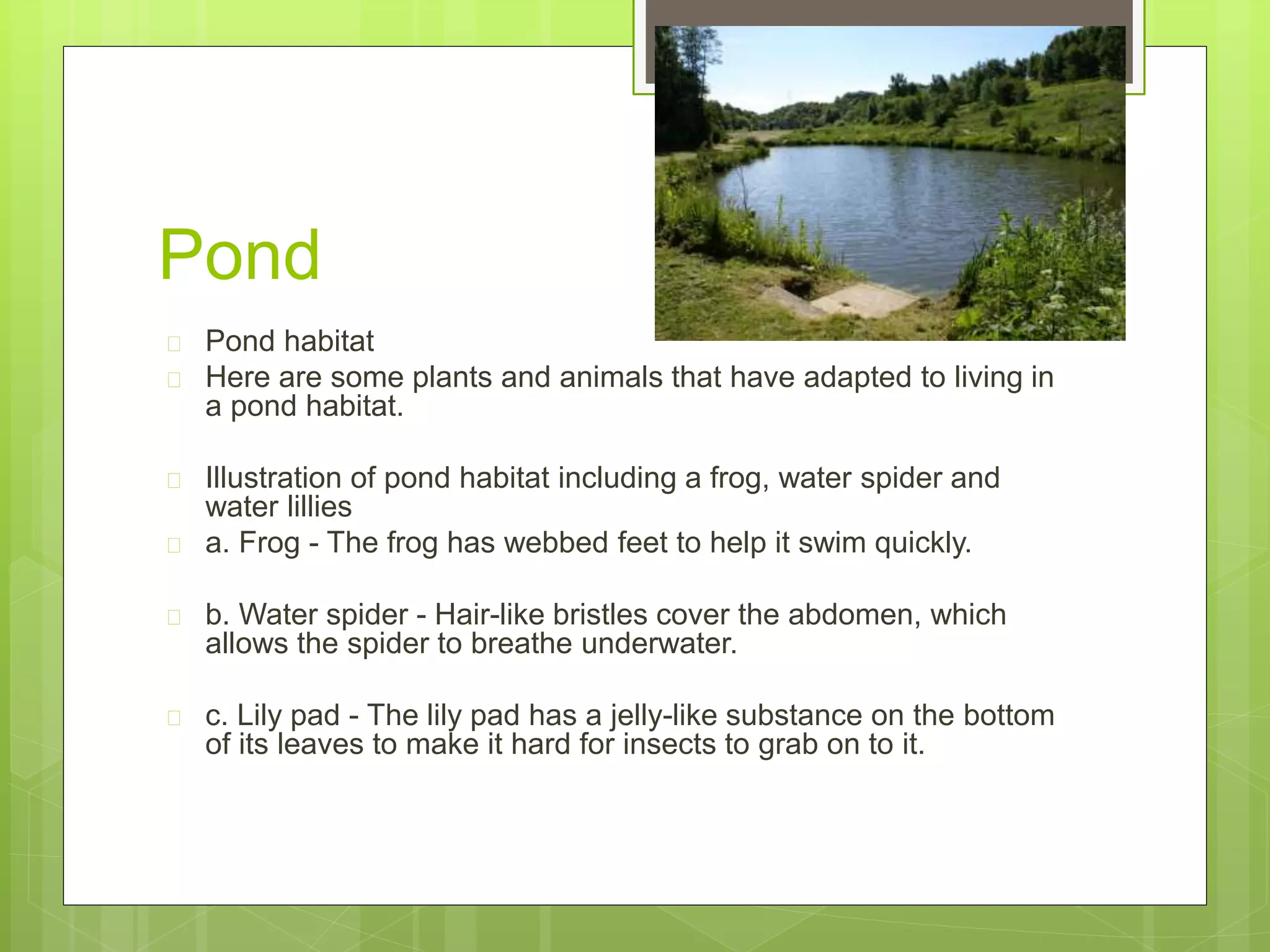 Habitat powerpoint | PPTX | Fish and Aquariums | Pets