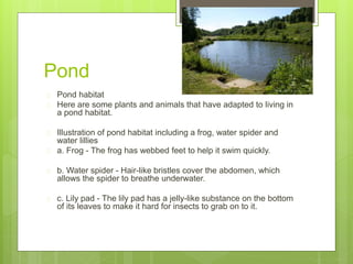 Habitat powerpoint | PPTX | Fish and Aquariums | Pets