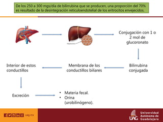 ICTERICIA.pptx presentacion de diapositiva | PPTX