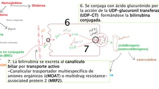 Ictericia: Presentación y Patogenia | PPTX