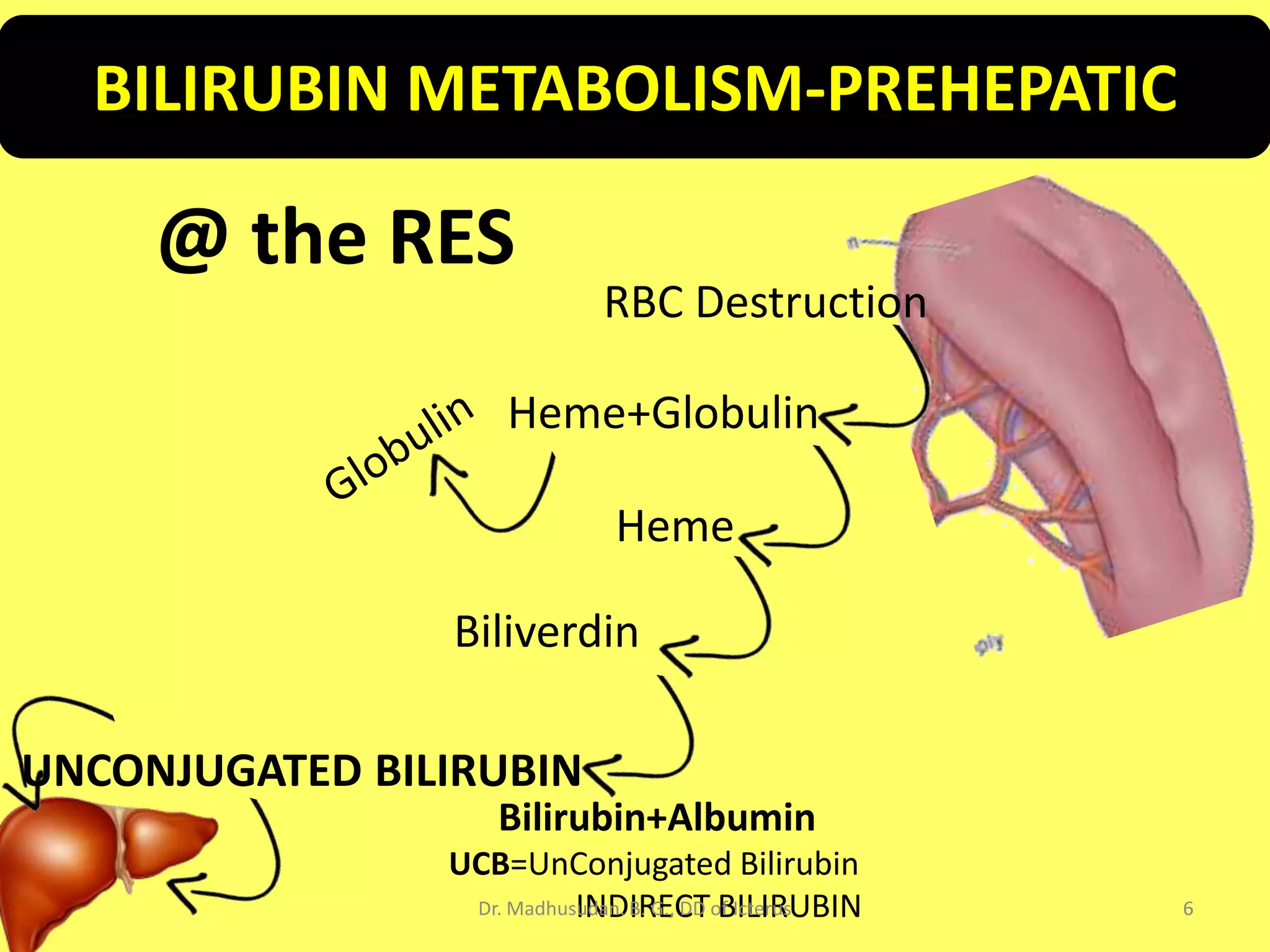 Differential Diagnosis of Icterus/Jaundice | PPTX