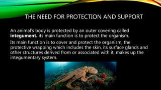 Animals Need for Survival (Jeb Mallari) | PPTX
