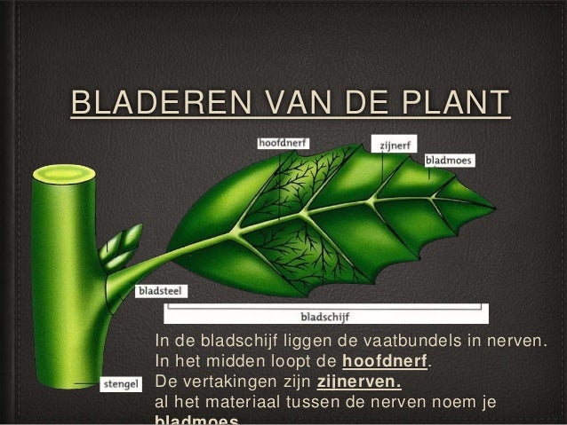 Ict planten
