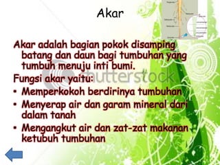 Struktur pada tumbuhan | PPTX