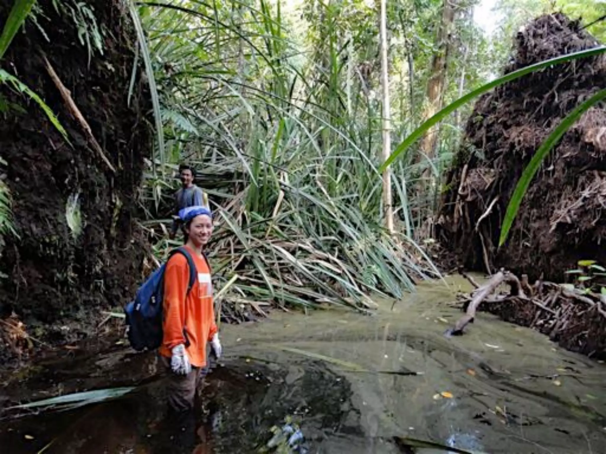 Carbon Dynamics of Peatswamp Forest | PPT