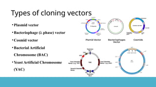 Importance of Cloning vector in Gene Cloning | PPTX