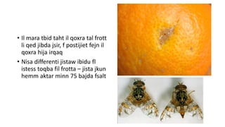 Id dubbiena-tal-frott | PPT