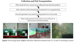 GONADAL HISTOPATHOLOGY IN ADULT OLIVE BARB Puntius sarana EXPOSED TO ...
