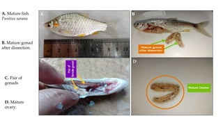 GONADAL HISTOPATHOLOGY IN ADULT OLIVE BARB Puntius sarana EXPOSED TO ...
