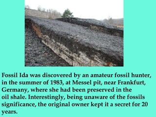 Fossil Ida, Missing Link? | PPT