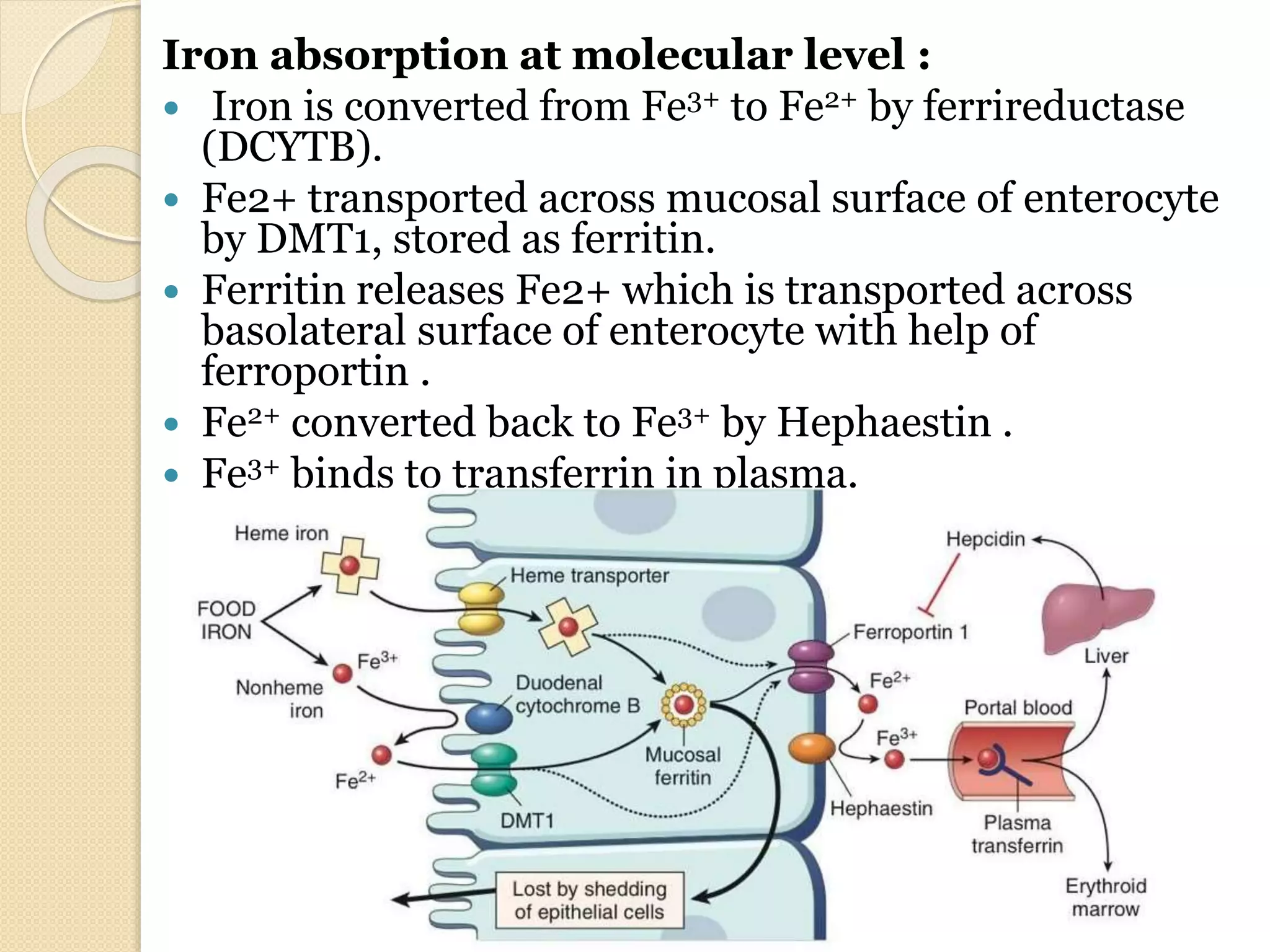 IRON DEFICIENCY ANEMIA | PPTX