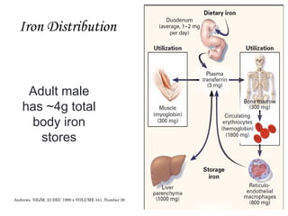 Iron Deficiency anemia clinical presentation and management | PPTX